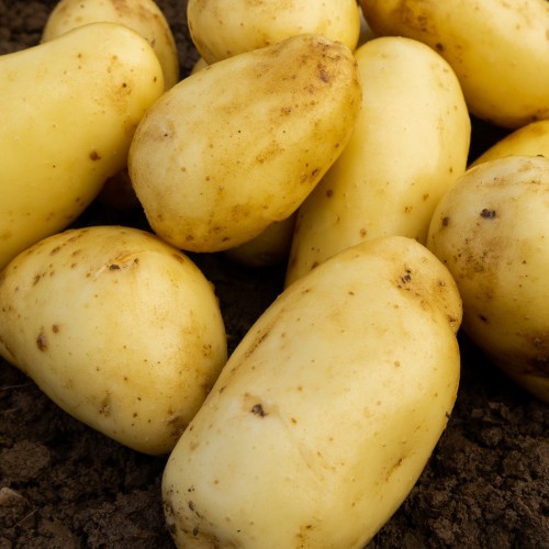 Top Varieties: Best Blight Resistant Seed Potatoes