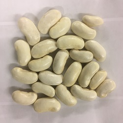 Equator Runner Bean Seeds