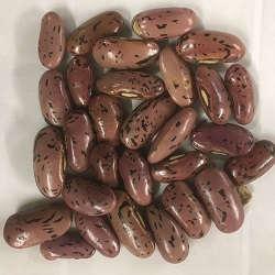 Runner Bean Seeds Firestorm